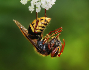 Beware Belize Biting Bugs - MichaelMorningstar.com
